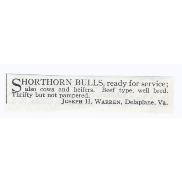 None | Other | Joseph H Warren Shorthorn Bulls Delaplane Va 913 ...